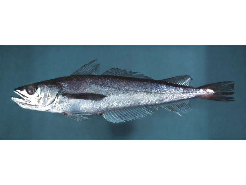 Silver Hake Conxemar 2023