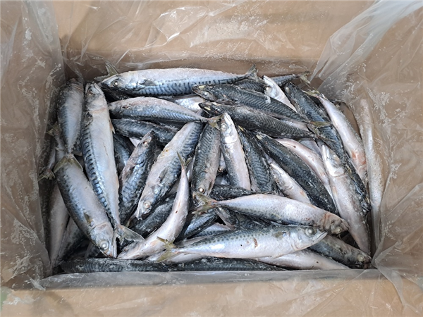 Estornino del Atlántico - Scomber colias Conxemar 2023