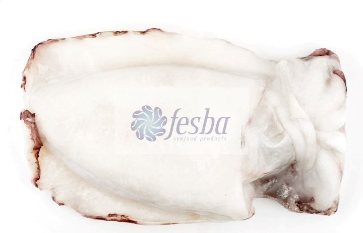 CUTTLEFISH: WHOLE ROUND OR CLEANED Conxemar 2025