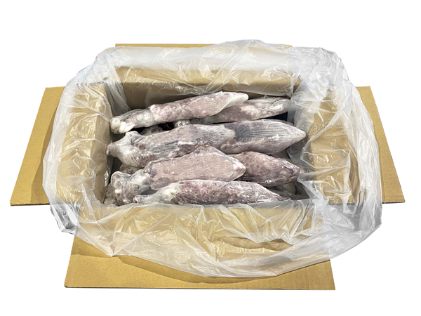 IQF SQUID Conxemar 2025