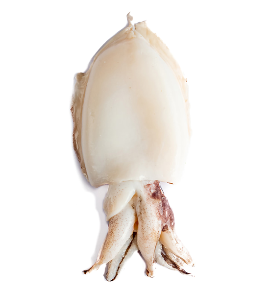 CLEANED CUTTLEFISH Conxemar 2025