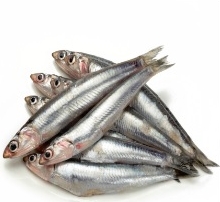 COHINO, SL Conxemar 2023