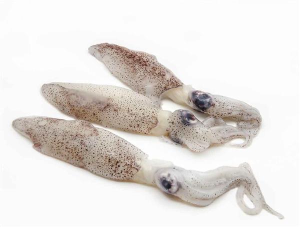 COHINO, SL Conxemar 2023