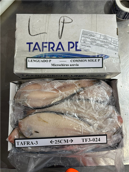 Lenguado - Microchirus Azevia Conxemar 2025