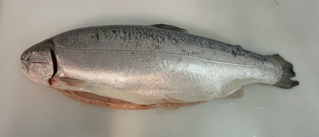 Frozen Whole Rainbow Trout (HOG) Oncorhynchus mykiss Conxemar 2025